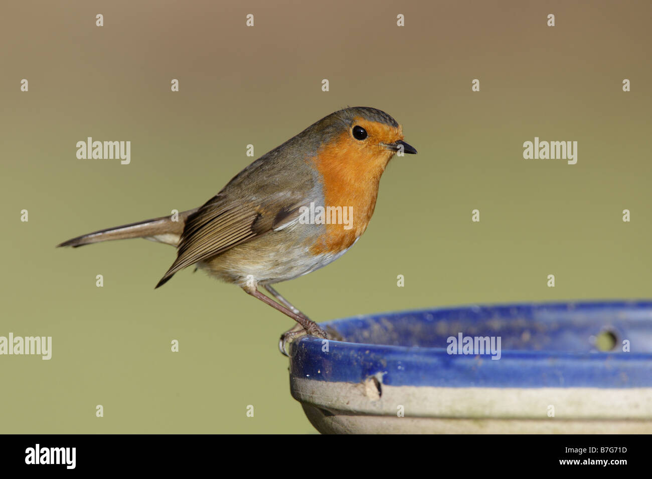Robin bird bath hi-res stock photography and images - Alamy