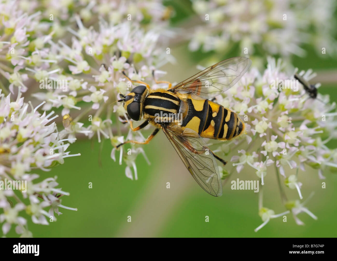 Brindled Hoverfly Helophilus pendulus Stock Photo - Alamy