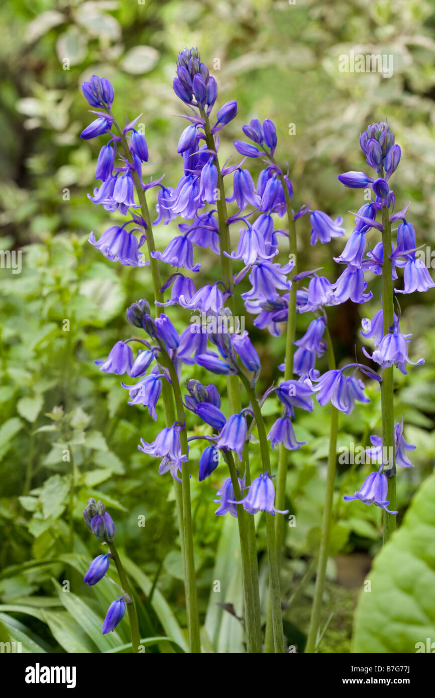 Bluebell in bloom in garden Stock Photo - Alamy