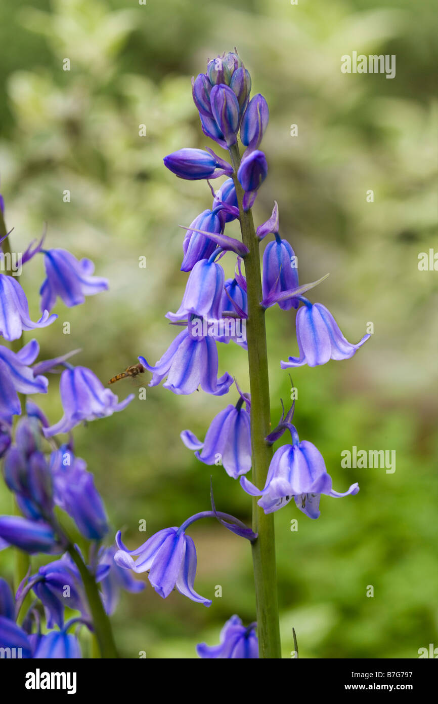 Bluebell in bloom in garden Stock Photo - Alamy