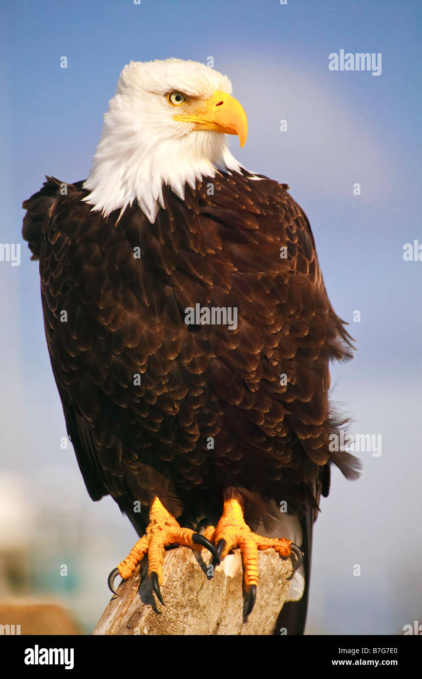 Alaska, winter, Homer, Bald Eagle, Haliaeetus leucocephalus Stock Photo ...
