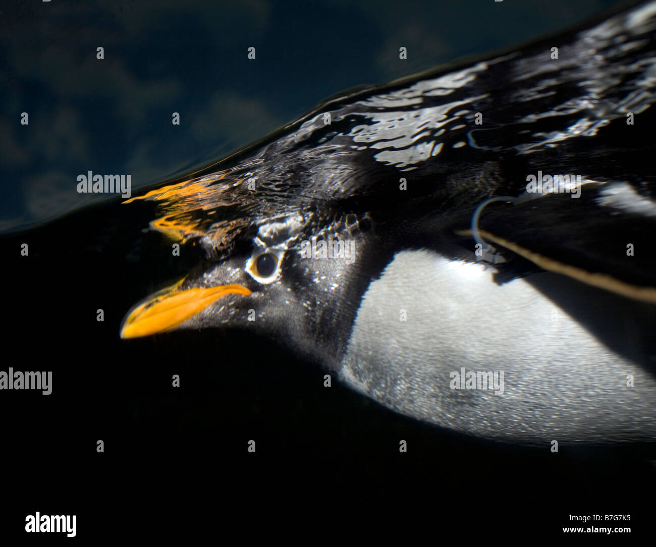 Pygoscelis papua hi-res stock photography and images - Alamy