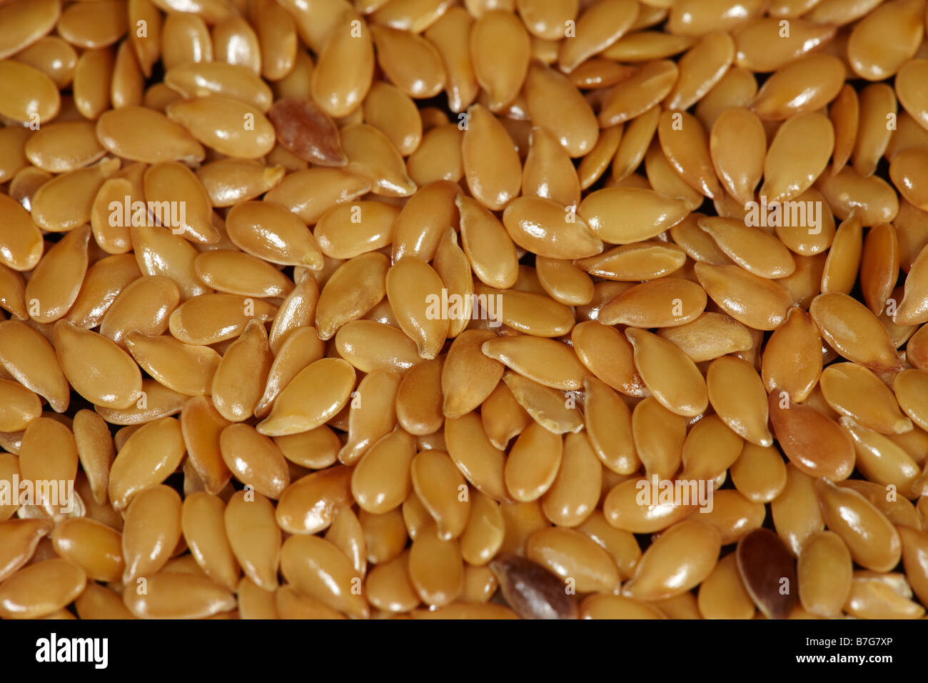 Flax Seeds or Linseed (Linum usitatissimum Stock Photo - Alamy