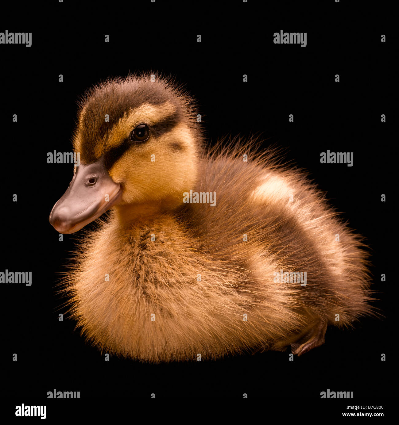 Black mallard duck hi-res stock photography and images - Alamy