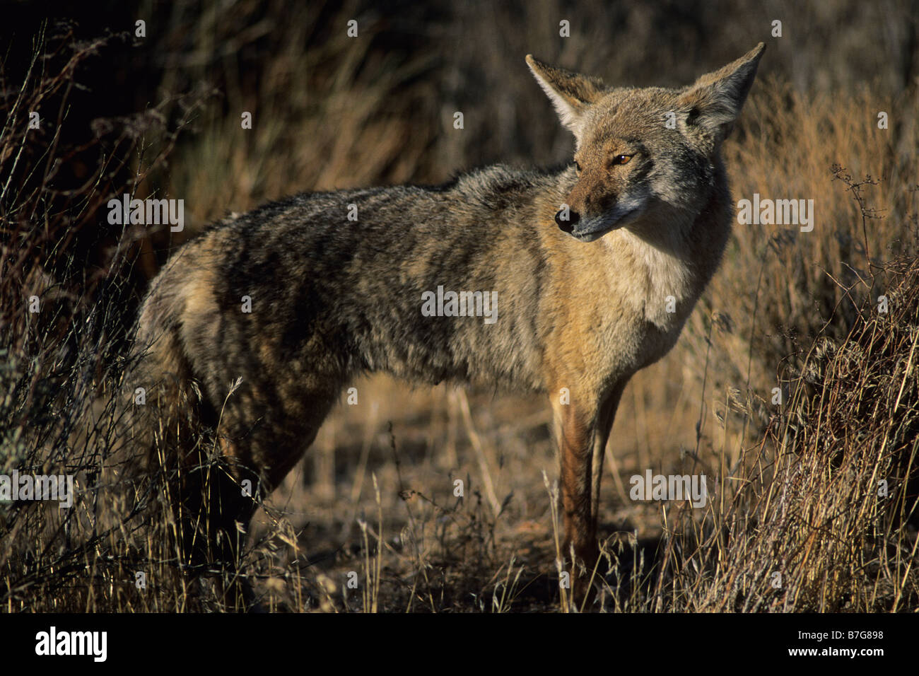 Coyote (Canis latrans) gazing into the sun in Joshua Tree National Park ...