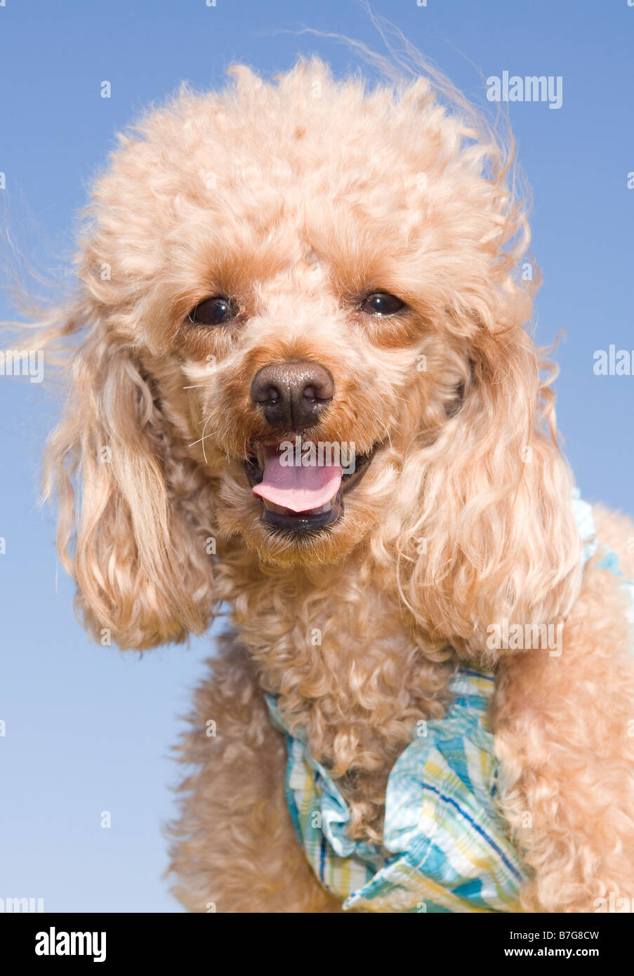 Portrait of Toy Poodle Stock Photo - Alamy
