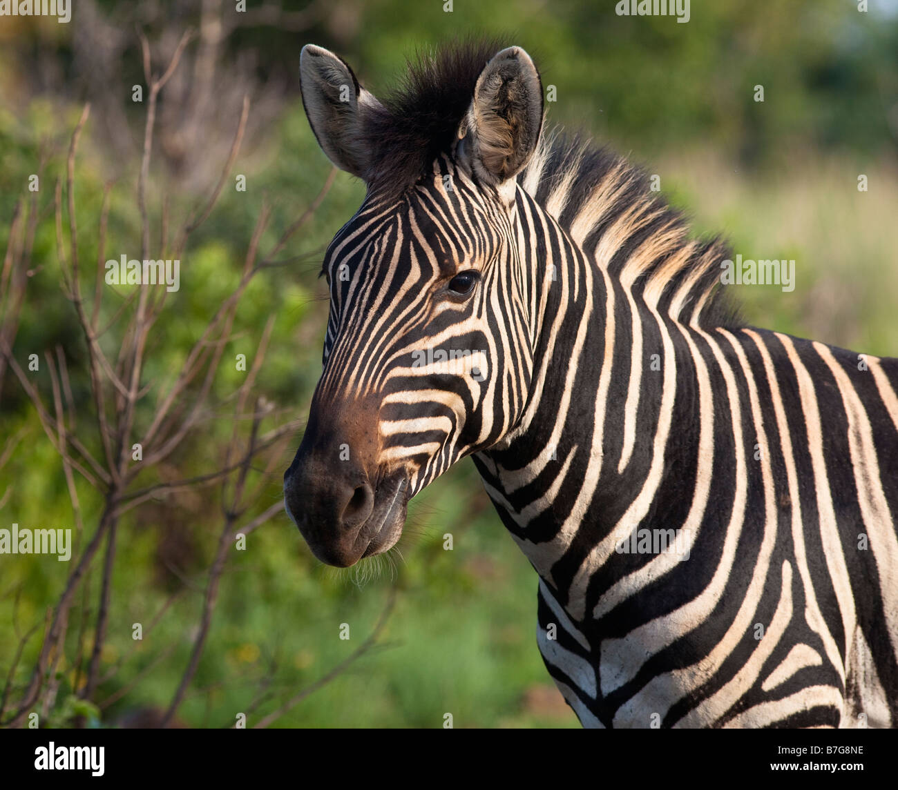 Wildlife potrait hi-res stock photography and images - Alamy