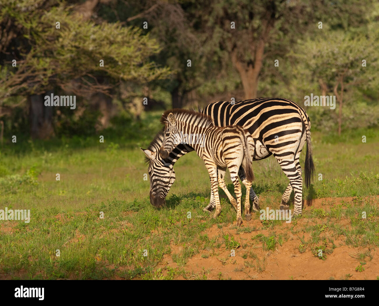 zebra mother and young Stock Photo - Alamy