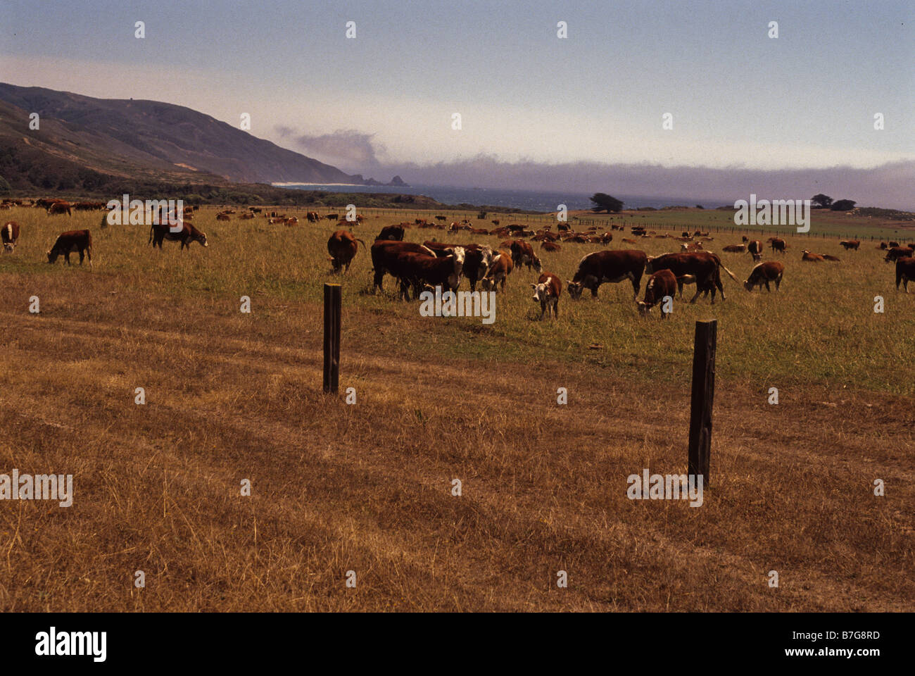 California farm land with grazing cows Stock Photo - Alamy