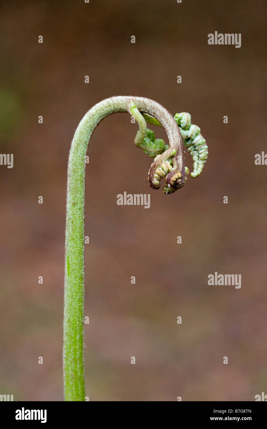 Curled ferns hi-res stock photography and images - Alamy