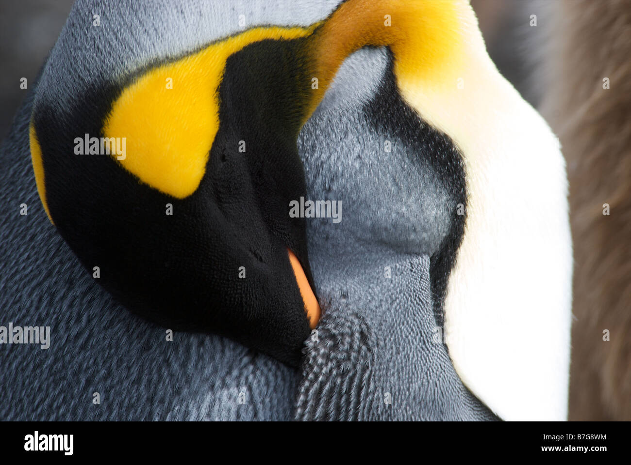 Sleeping King Penguin, South Georgia Stock Photo - Alamy
