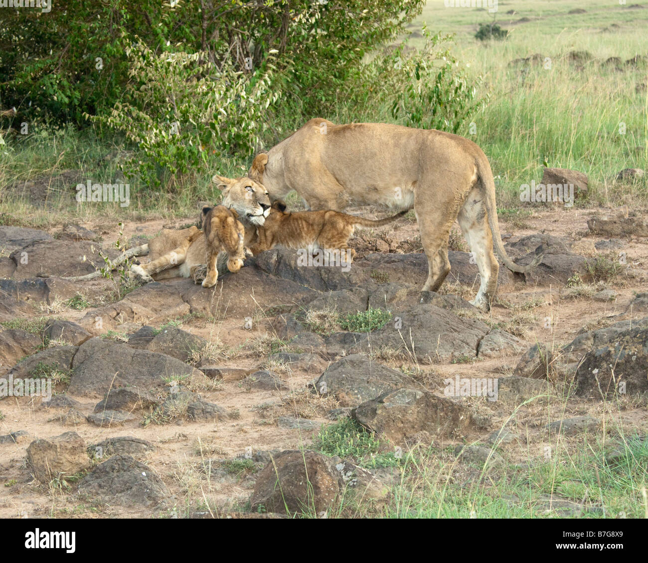 Lioness with two cubs came to see her wounded sister Stock Photo - Alamy