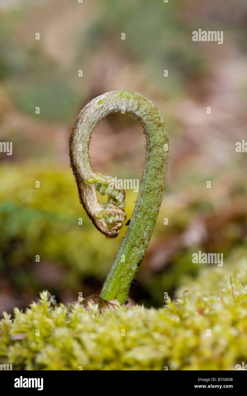 Curled ferns hi-res stock photography and images - Alamy