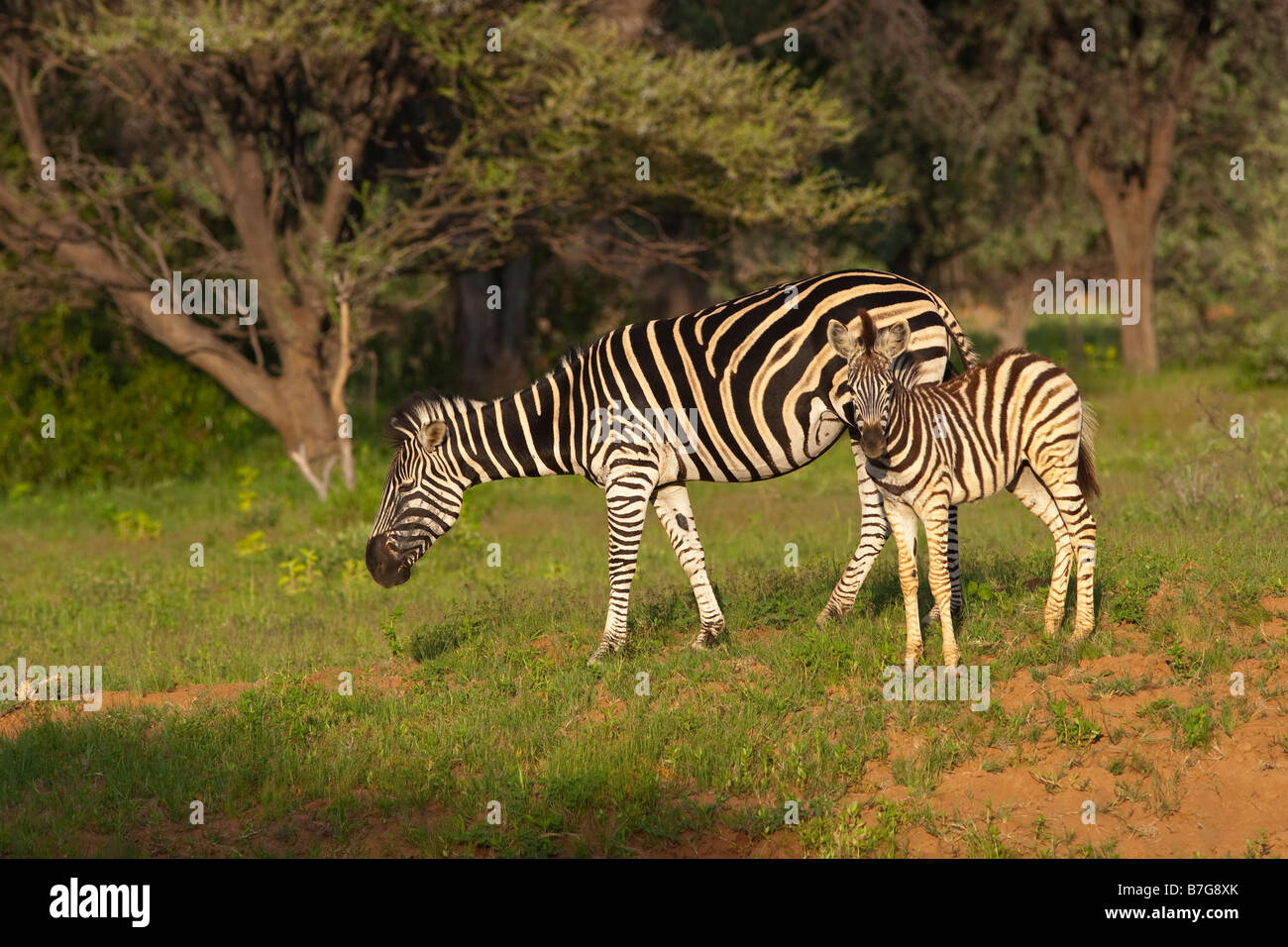 zebra shaking her head Stock Photo - Alamy