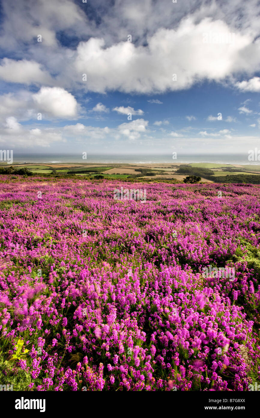 Heather isle hi-res stock photography and images - Alamy