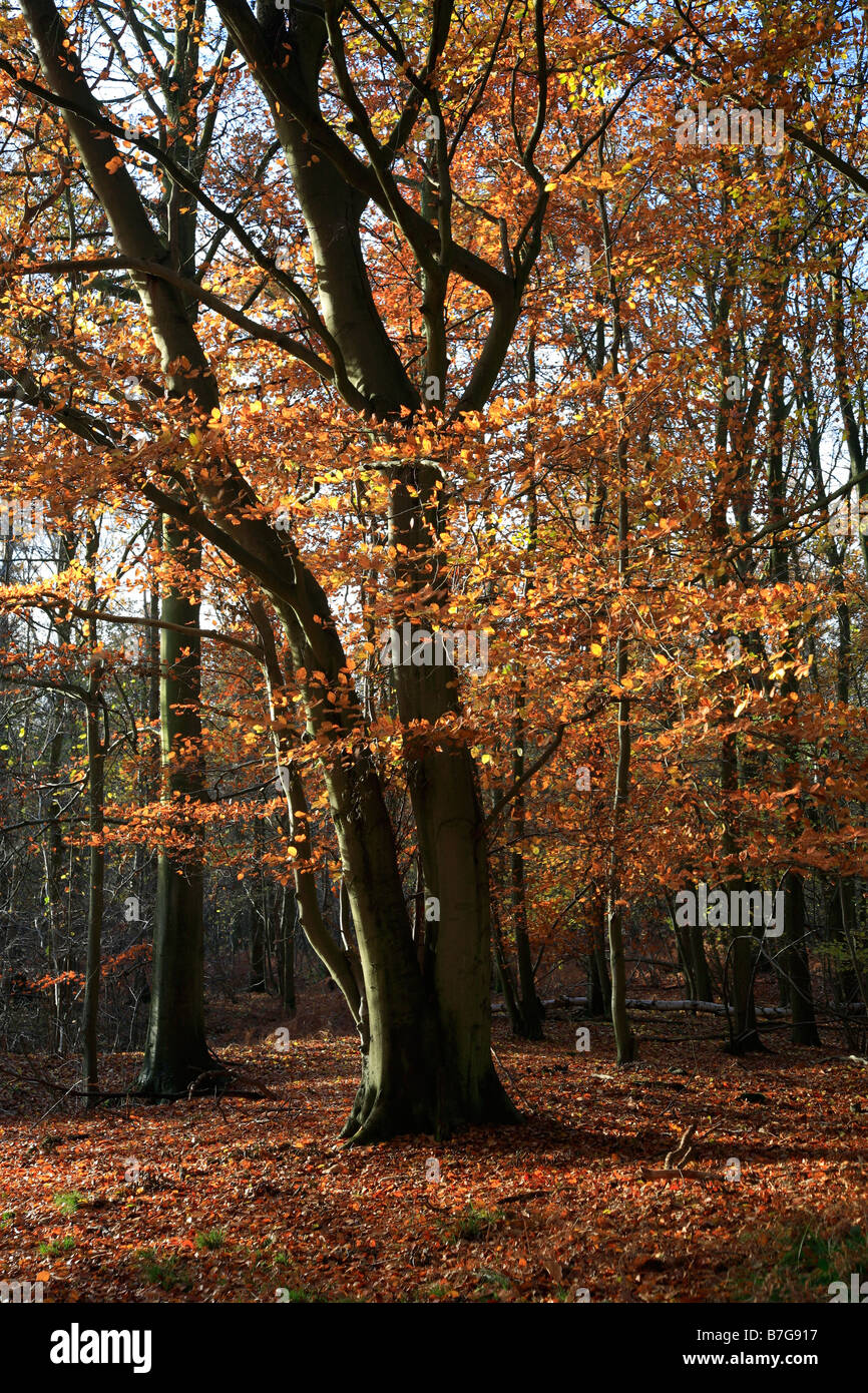 Beech Trees Fagus sylvatica in Autumn Colours English Woodland Thetford ...