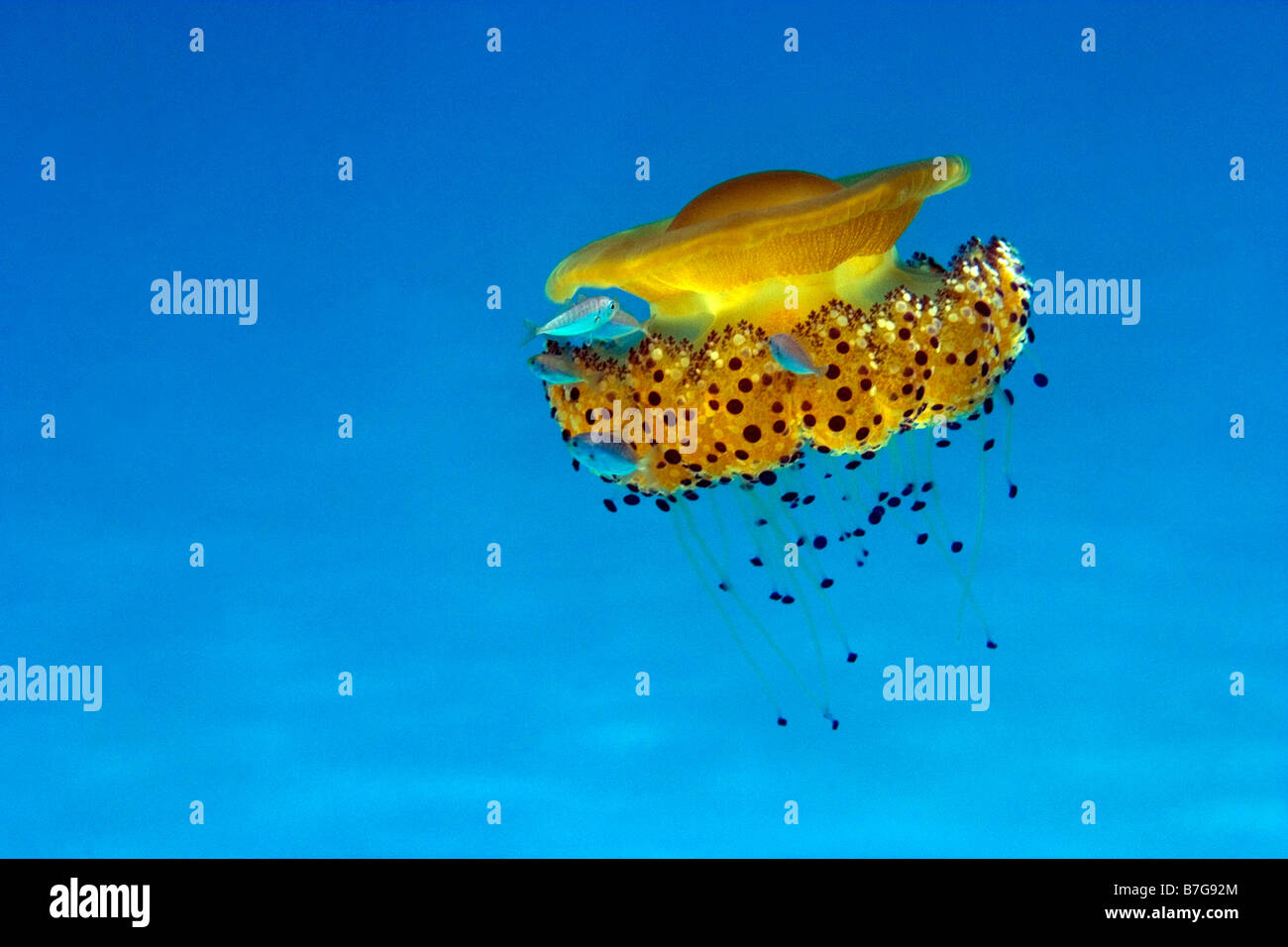 Crystal jellyfish hi-res stock photography and images - Alamy