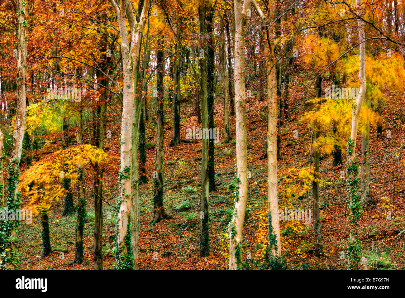 Autumn colours, Brighstone Forest, Isle of Wight Stock Photo - Alamy