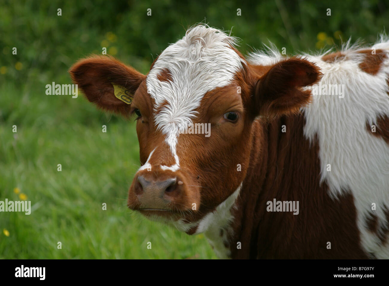 Norwegian red cow hi-res stock photography and images - Alamy