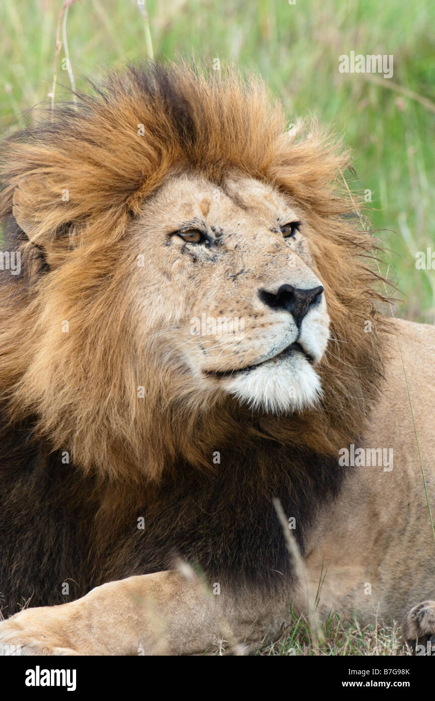 Portrait of mature male lion Stock Photo - Alamy