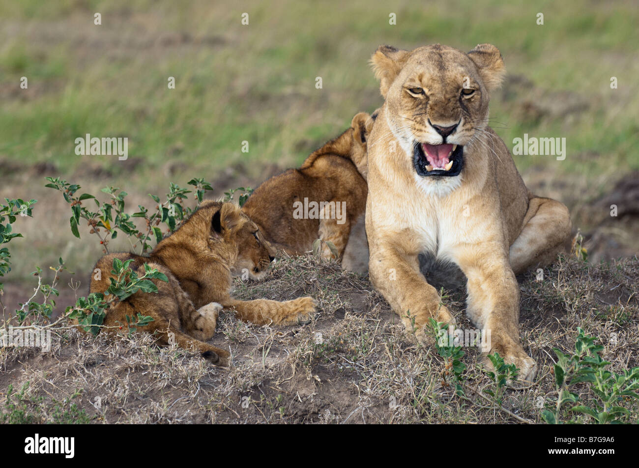 Female lion protecting cubs hi-res stock photography and images - Alamy