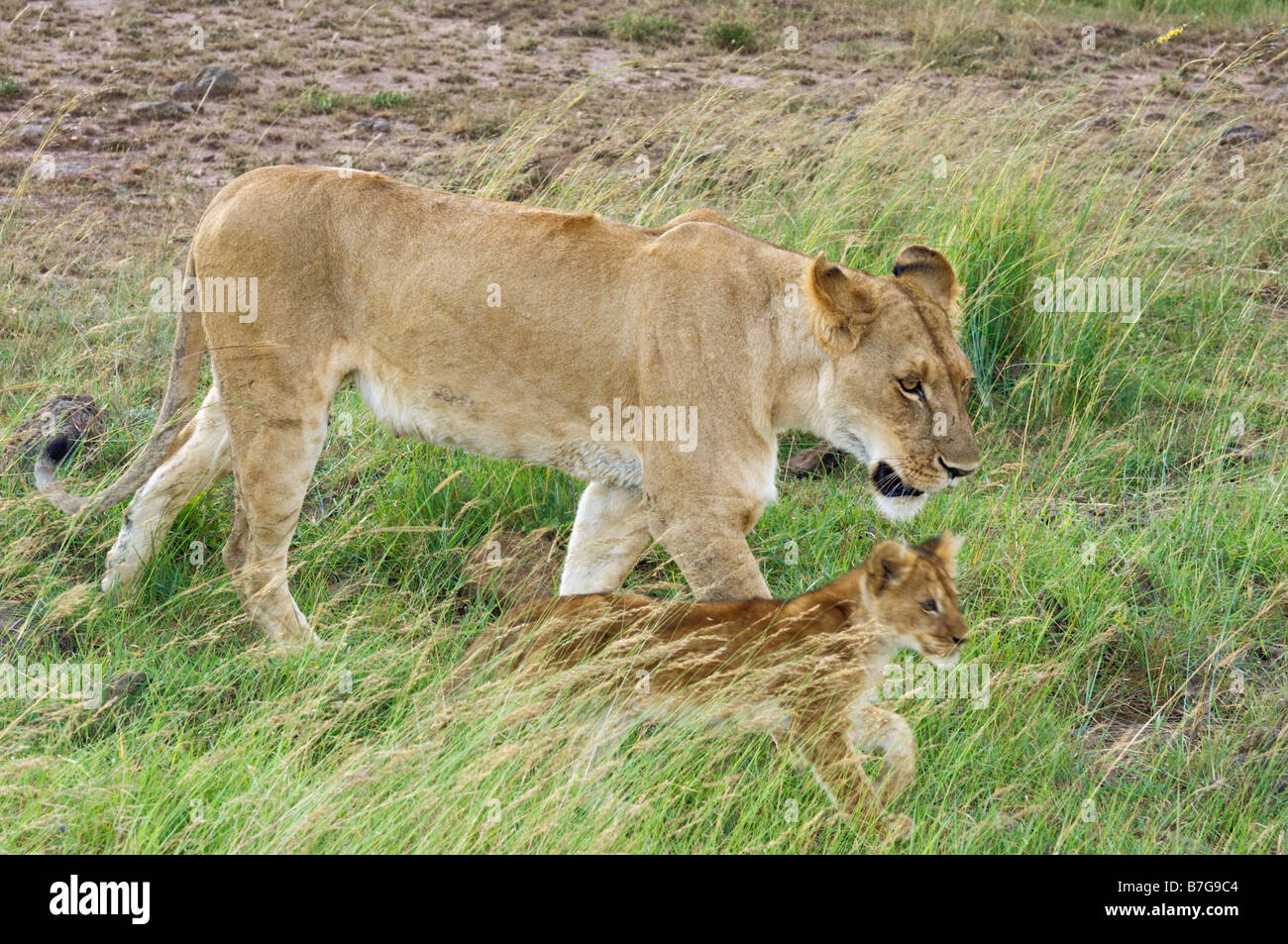 Female lioness looking at cub in grass hi-res stock photography and ...