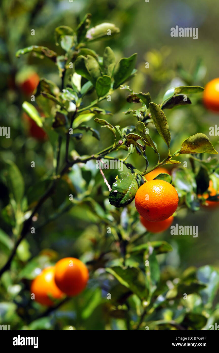 Lifestylefruit hi-res stock photography and images - Alamy