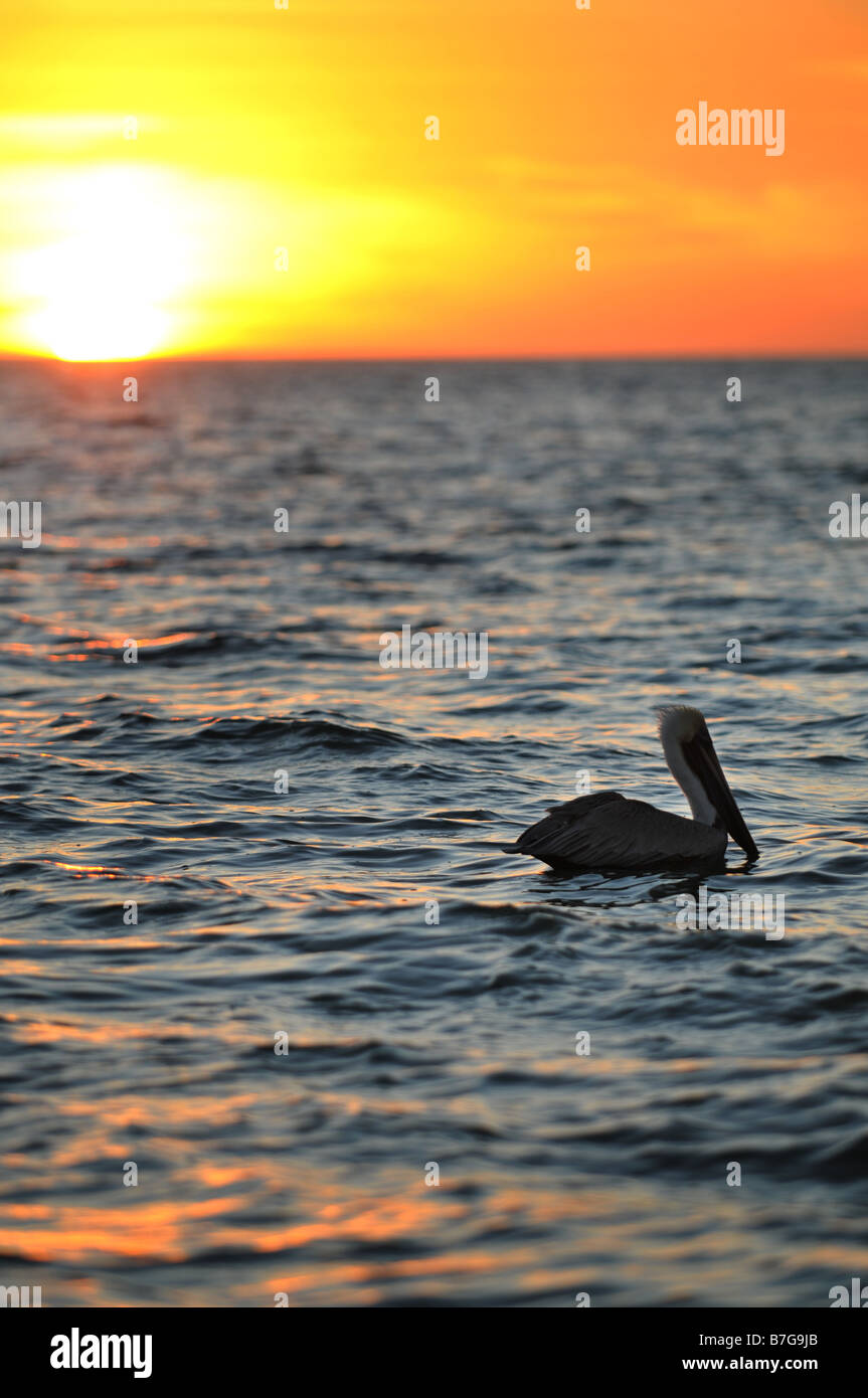 Pelican at Sunset Stock Photo - Alamy