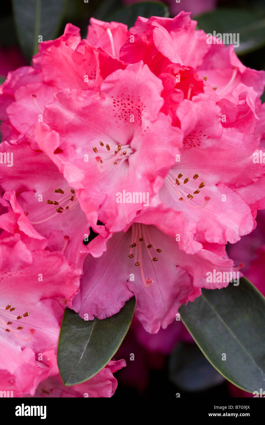 Semi evergreen rhododendron hi-res stock photography and images - Alamy