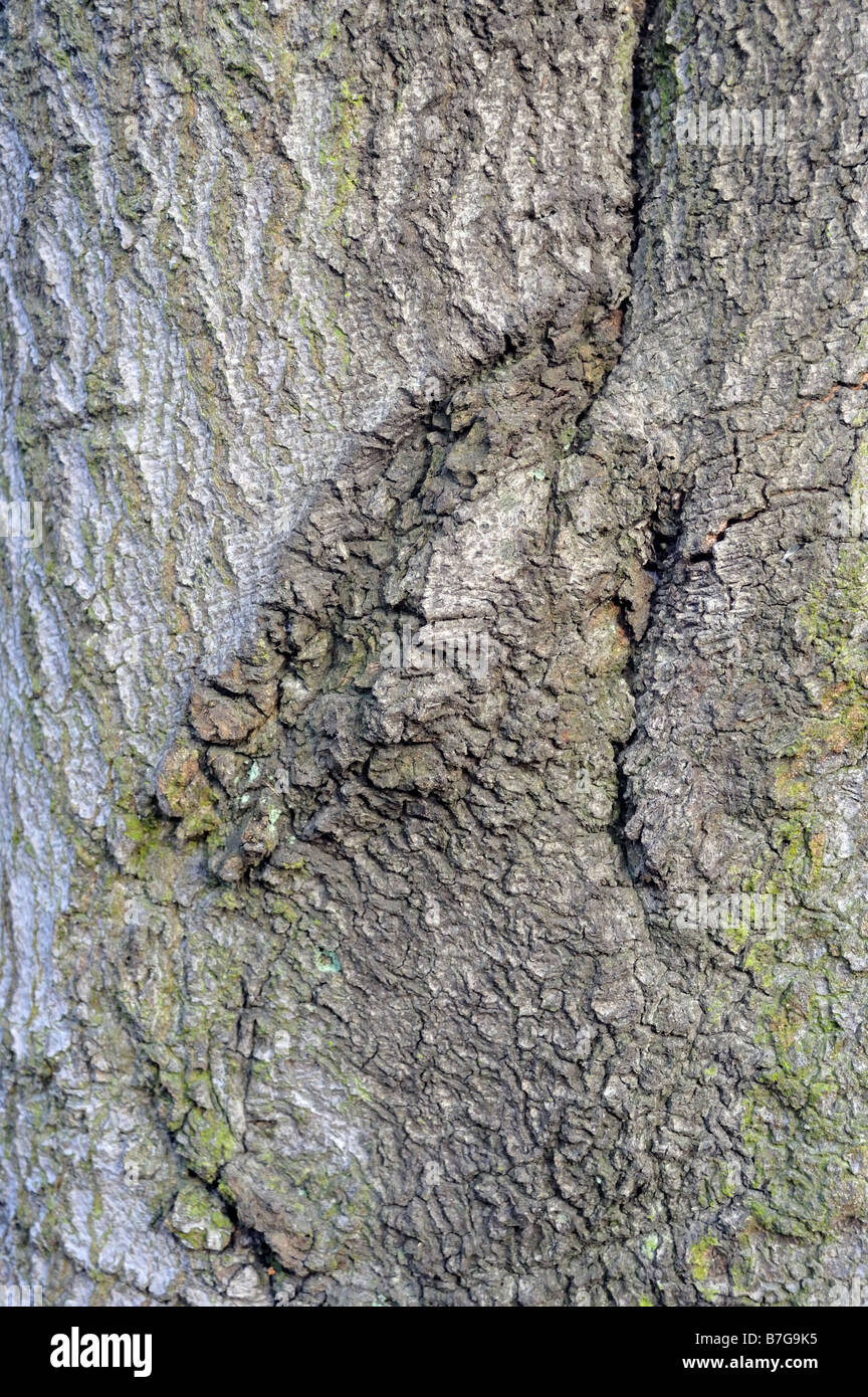 Green beech fagus sylvatica hi-res stock photography and images - Alamy