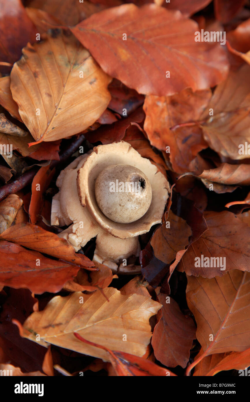 Common Earthstar Geastrum triplex Autumninal Woodland Thetford Forest ...