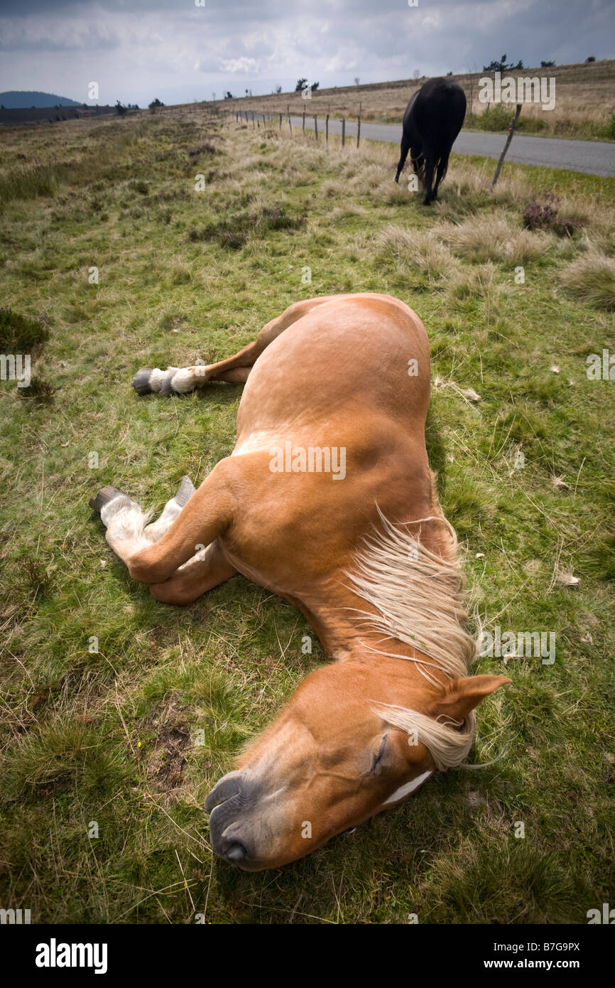 Sick horse hi-res stock photography and images - Alamy
