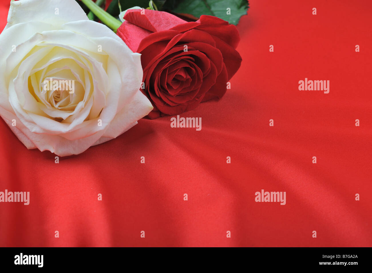 Rose on satin A flower laying on effective material Stock Photo - Alamy