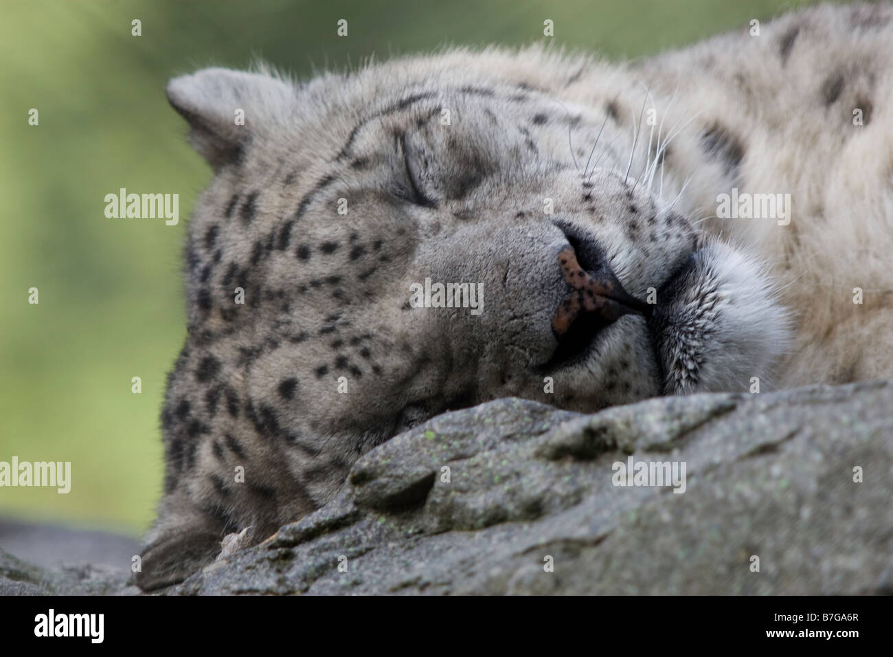 Sleeping Snow Leopard Stock Photo - Alamy