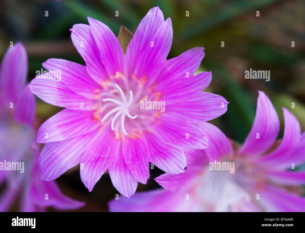 Lewisia rediviva flowers hi-res stock photography and images - Alamy
