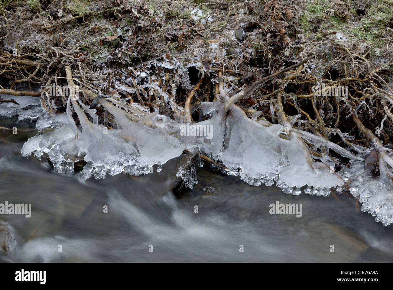 Exposed tree roots river bank hi-res stock photography and images - Alamy