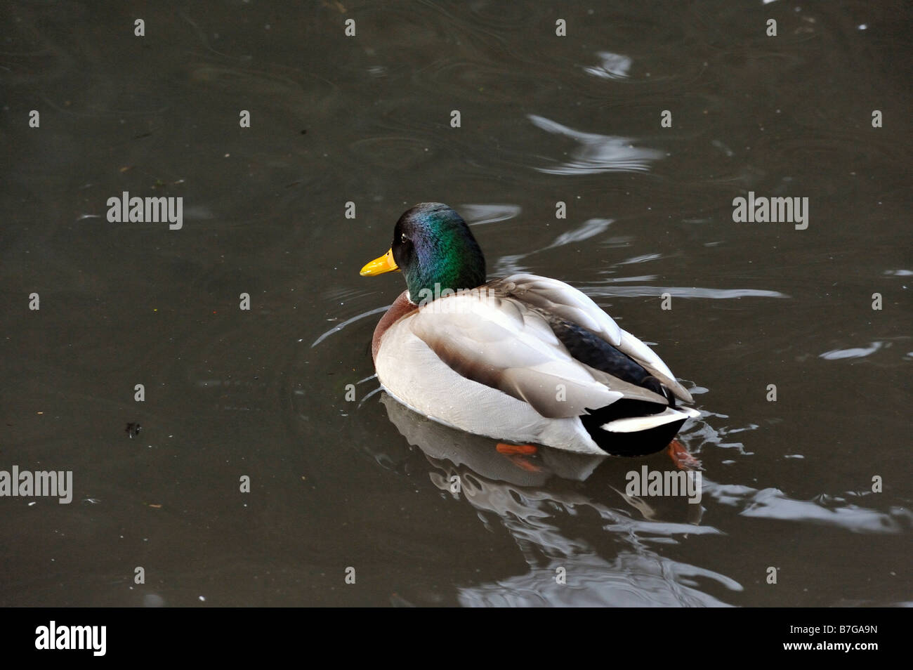 Duck in water Stock Photo - Alamy