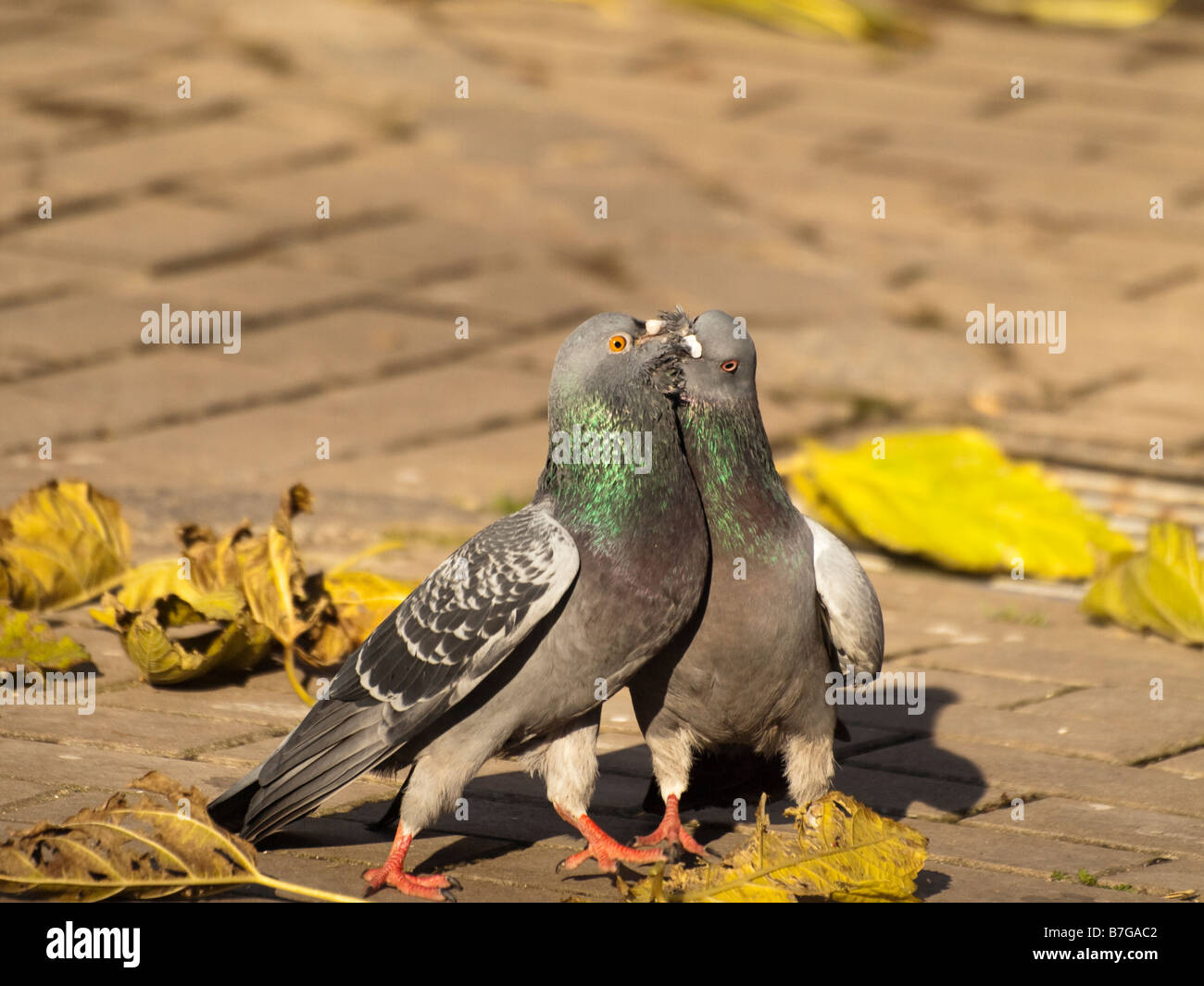 Two pigeons in fight Stock Photo - Alamy