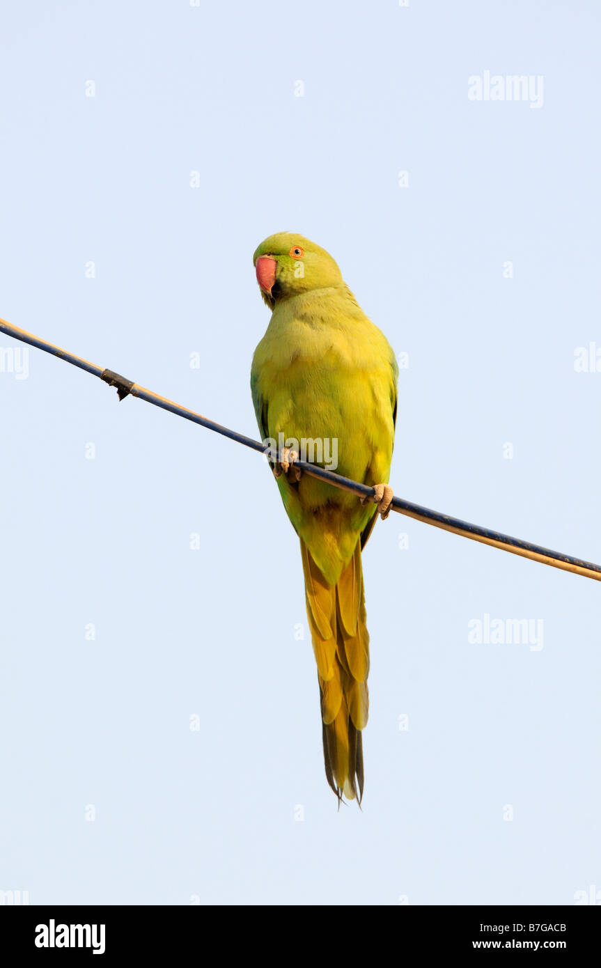 Cable perch hi-res stock photography and images - Alamy