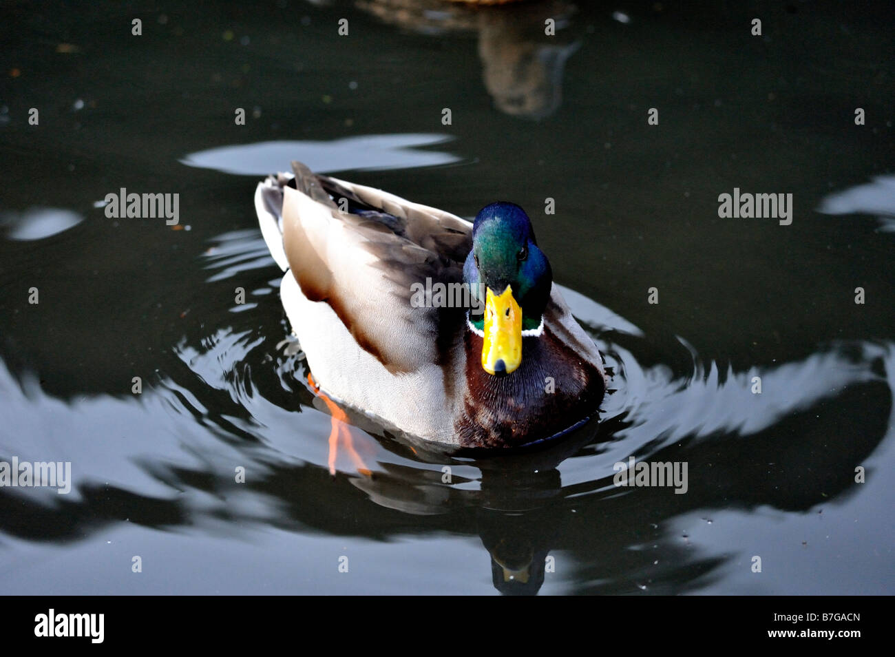 Mallard duck water hi-res stock photography and images - Alamy