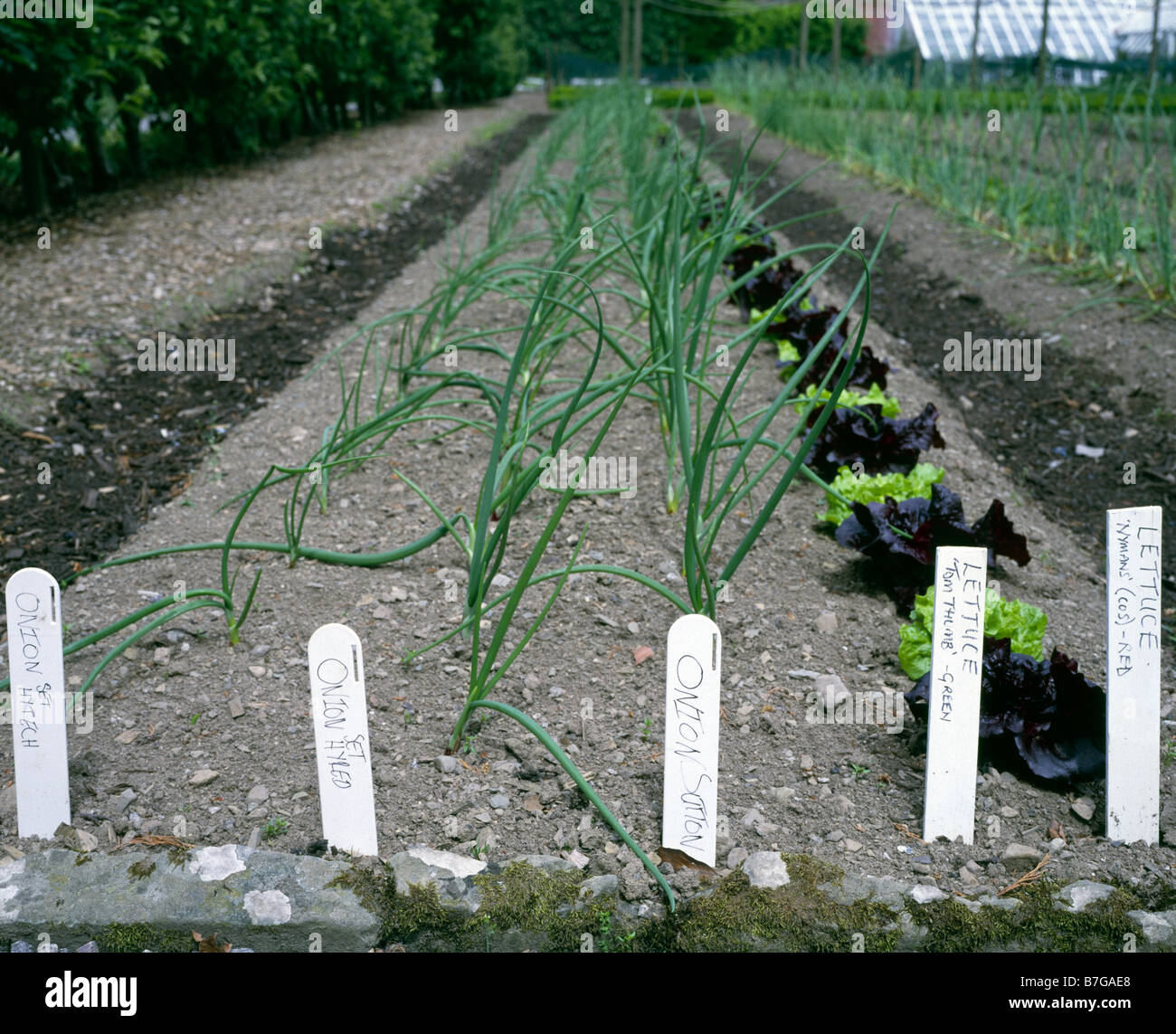 Rows of seedlings growing on the Threave Estate, Castle Douglas ...