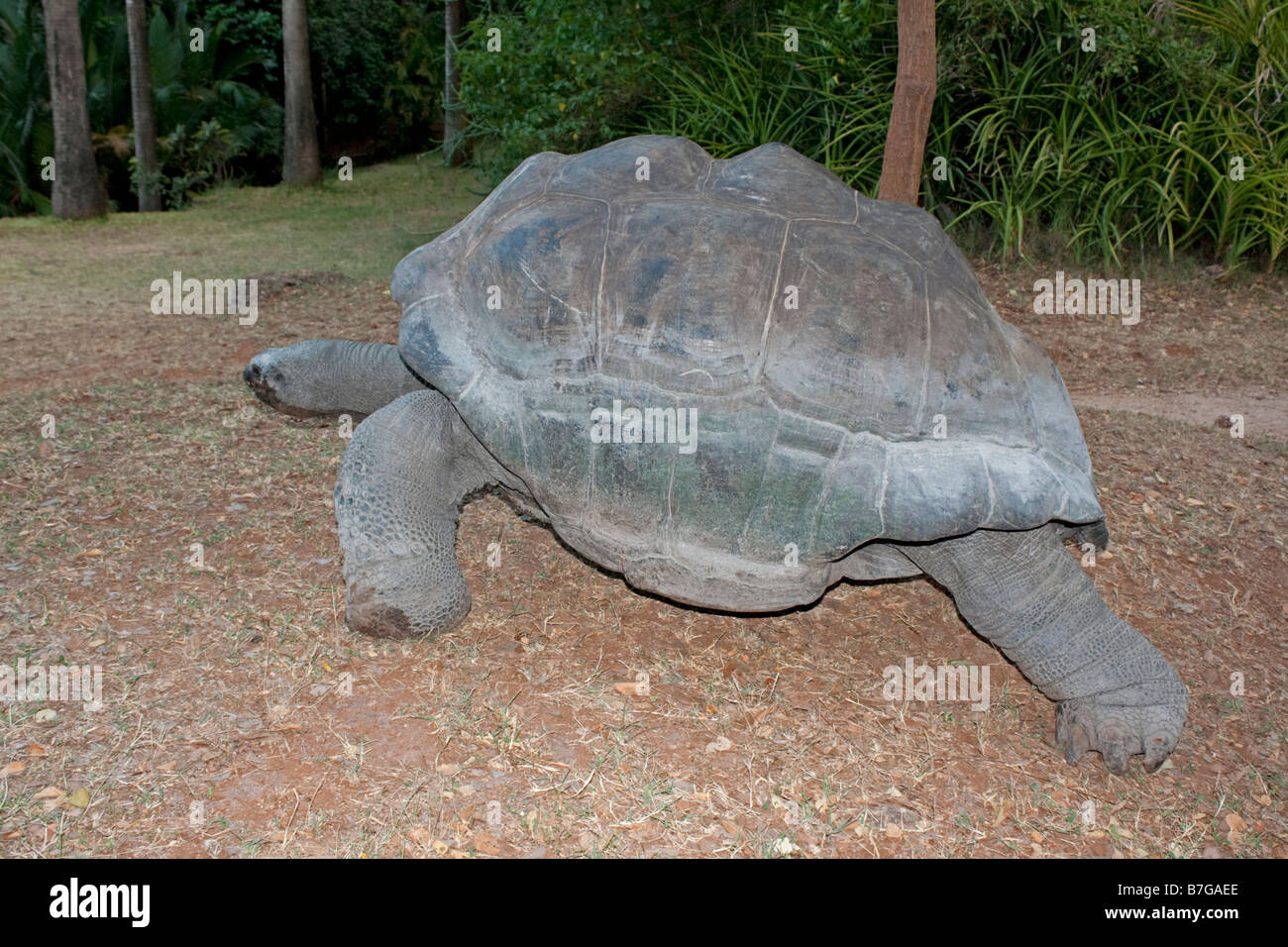 Large Aldabra tortoise Geochelone gigantea Haller Park Mombasa Kenya ...