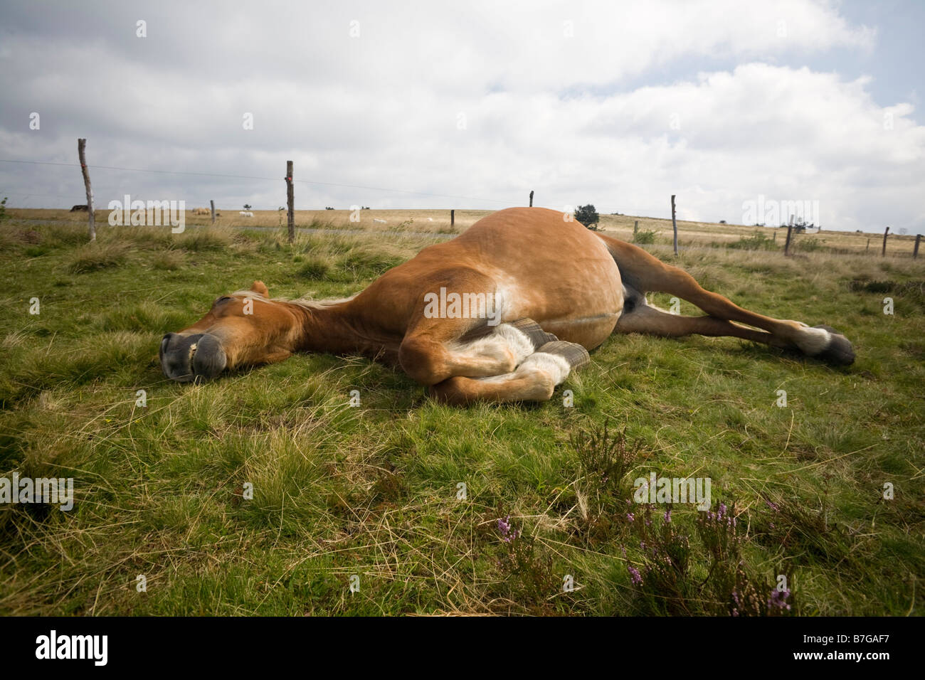 Sick horse hi-res stock photography and images - Alamy