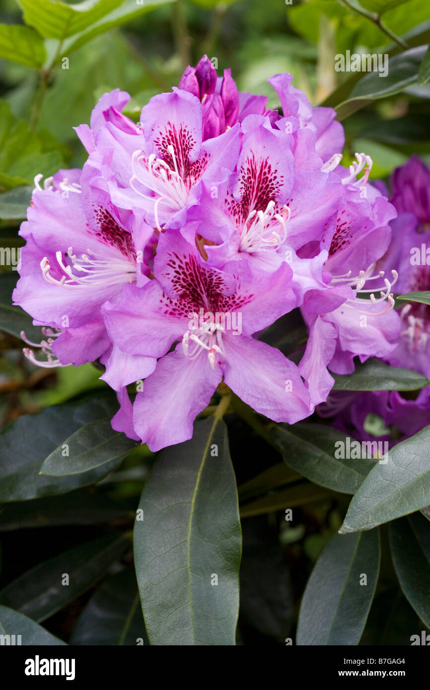 Semi evergreen rhododendron hi-res stock photography and images - Alamy