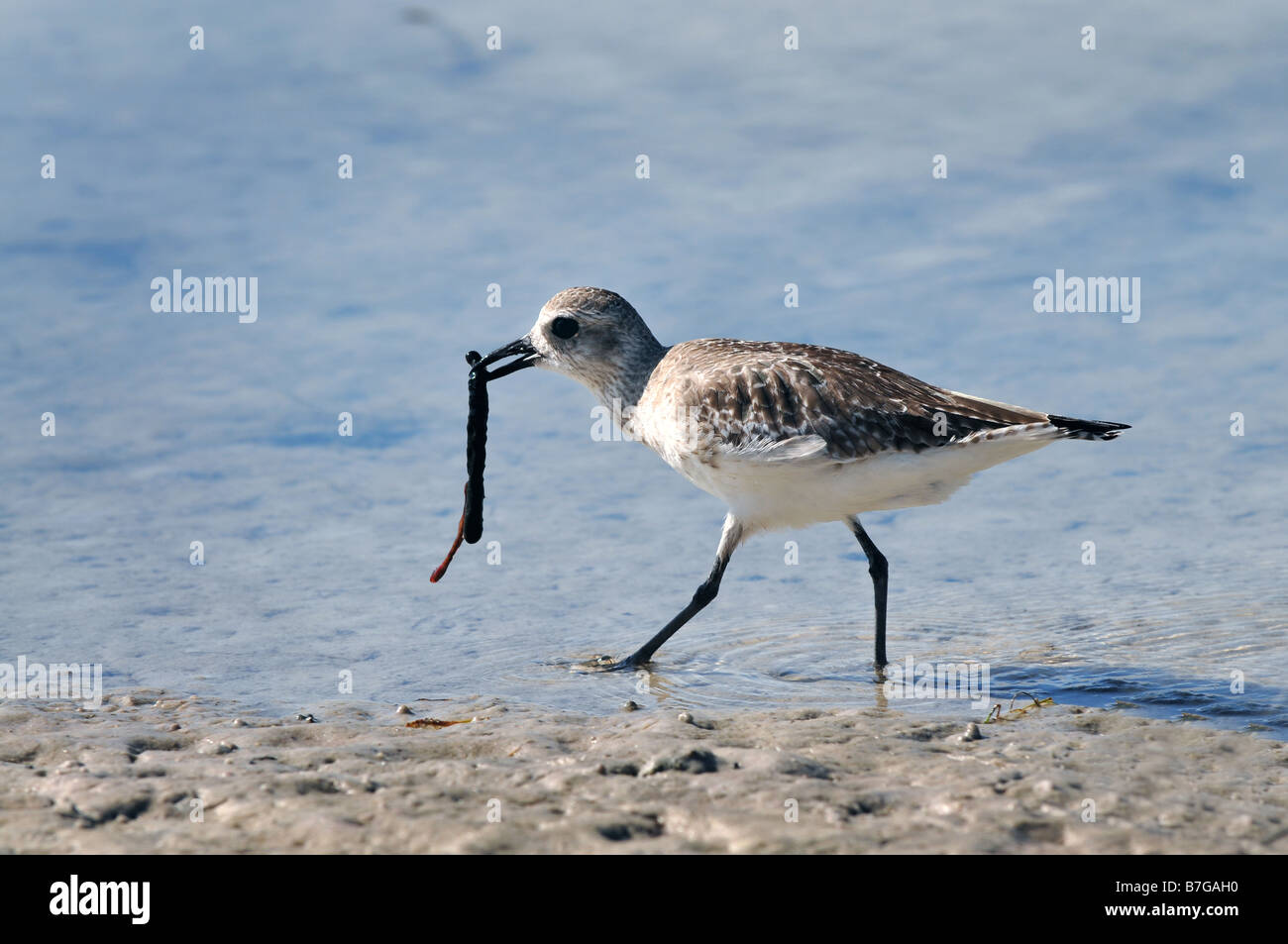 Bird with worm Stock Photo - Alamy