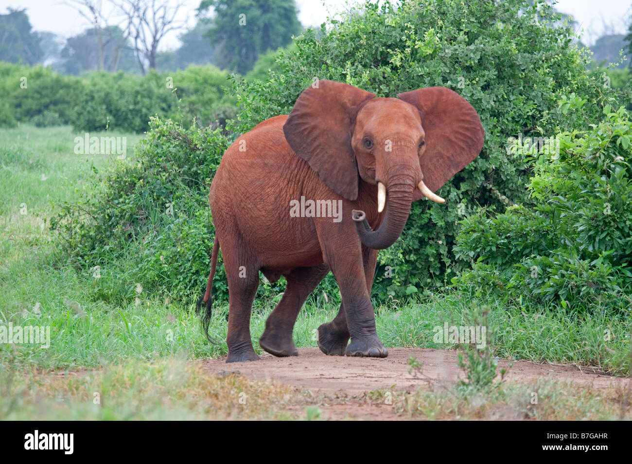 Dust red elephant hi-res stock photography and images - Alamy