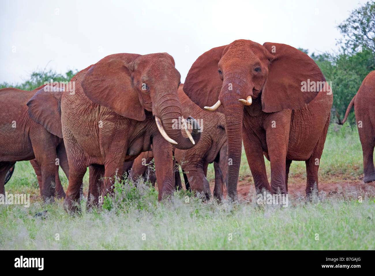 African elephants covered in red dust Tsavo East Kenya Stock Photo - Alamy