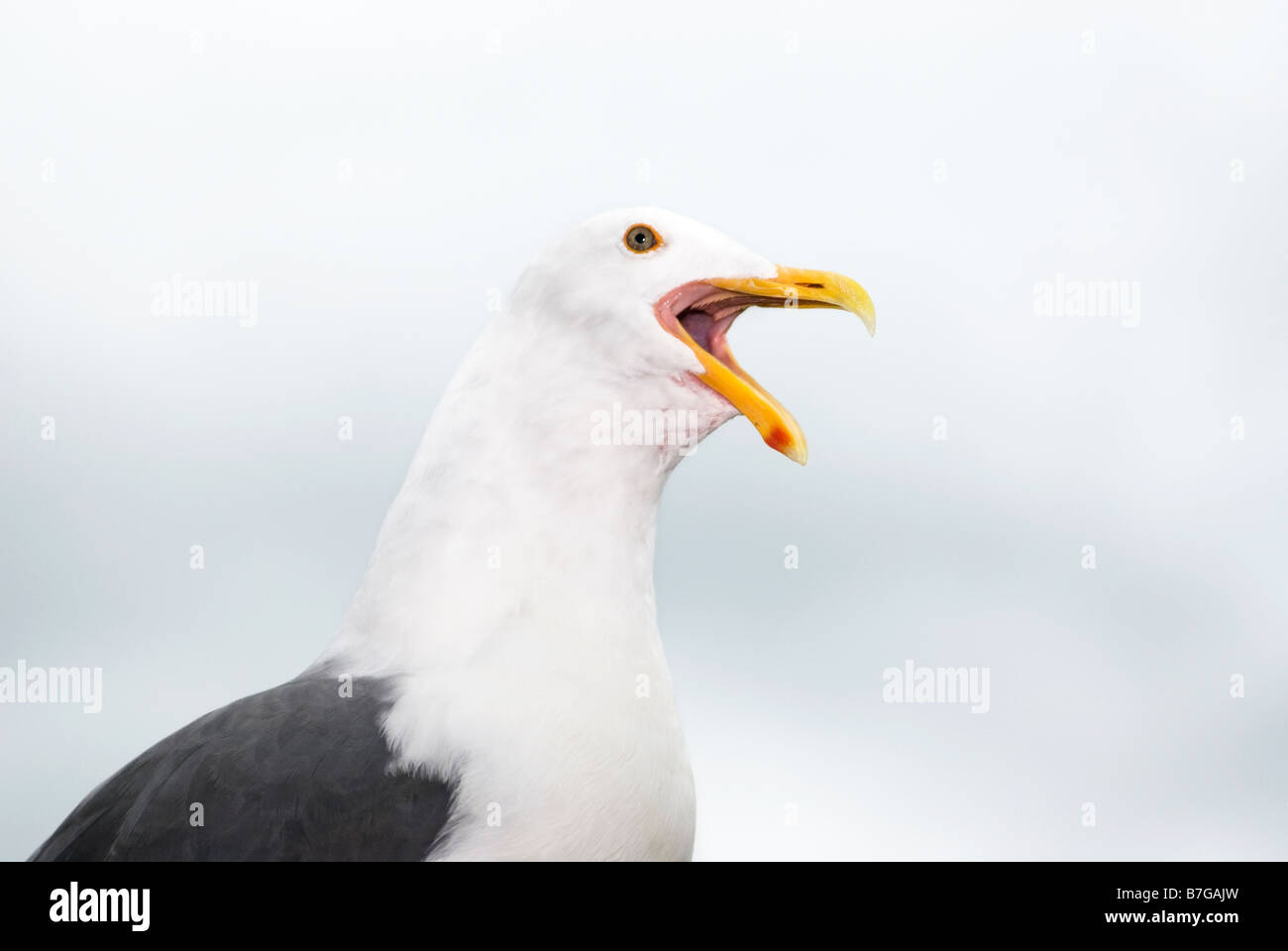 Seagull crying for food Stock Photo - Alamy