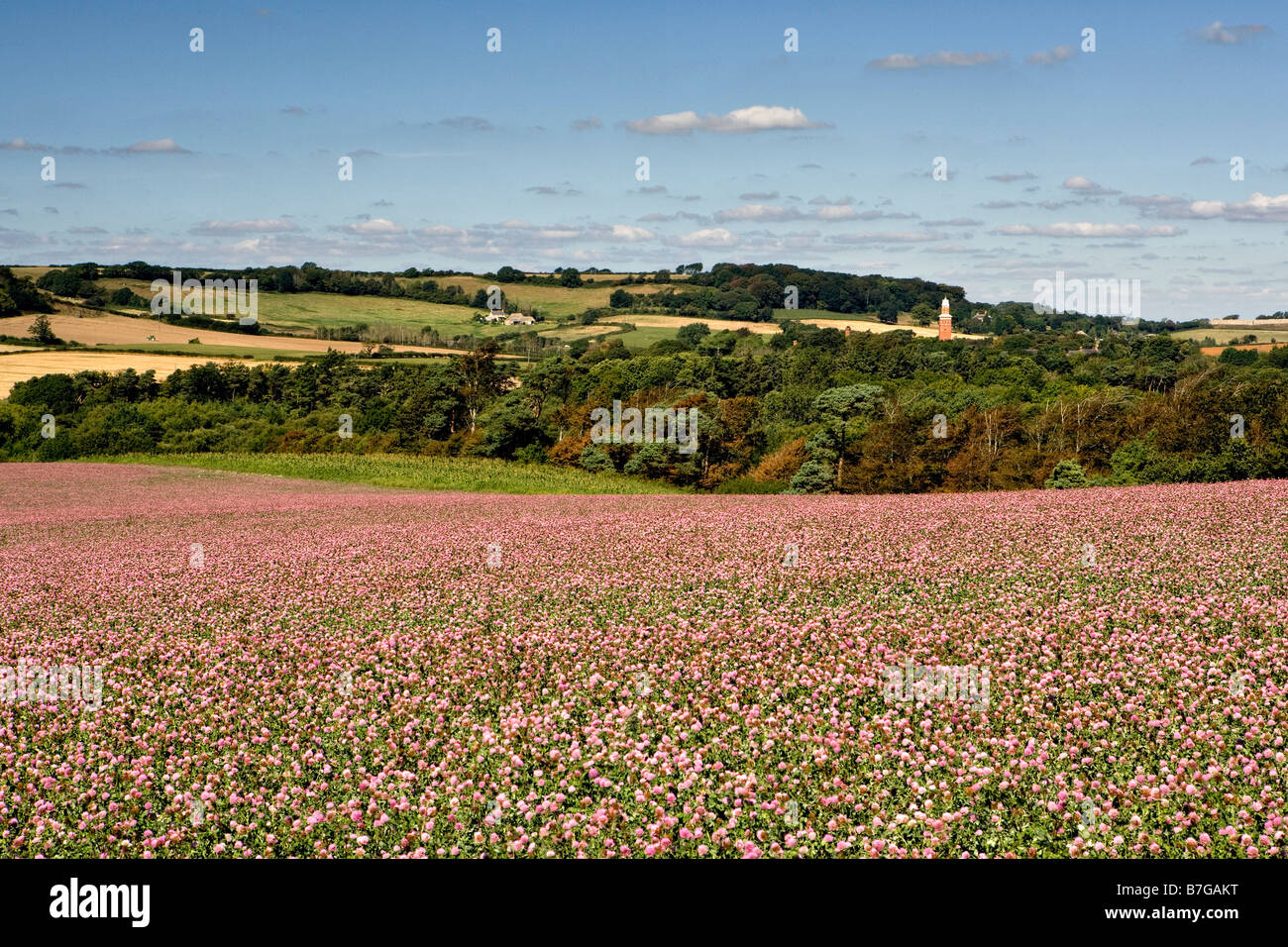 Clover field Gatcombe Isle of Wight Stock Photo - Alamy