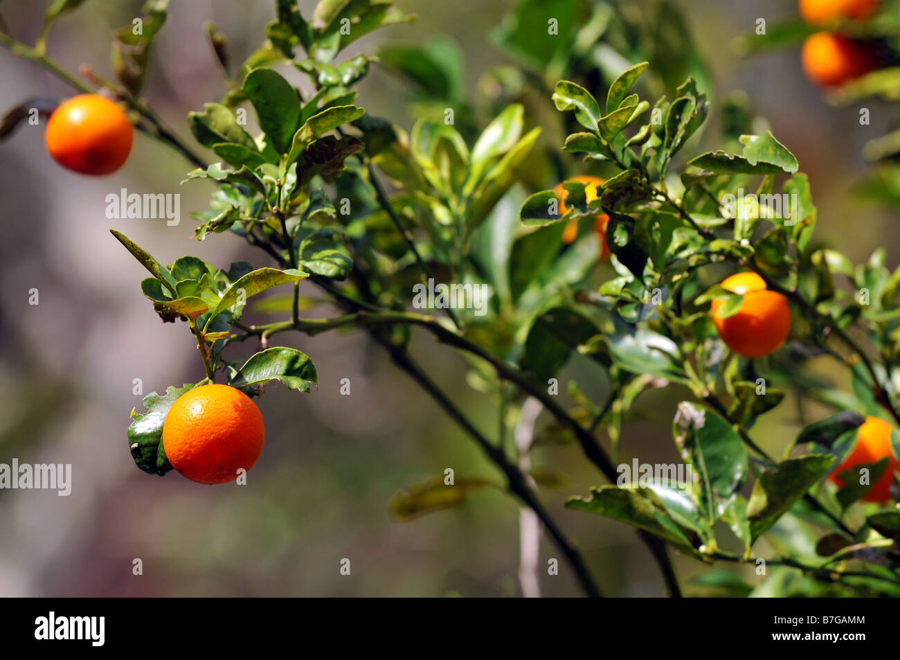 Small oranges on the tree Stock Photo - Alamy